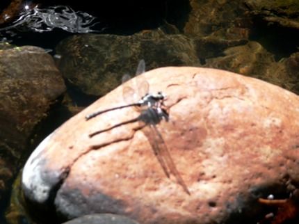 Dragonfly - Western Washington (2011) | Gator Girl Rocks