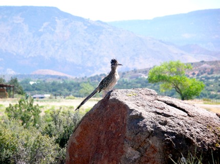 Road Runner - SW Utah (2010) | Gator Girl Rocks